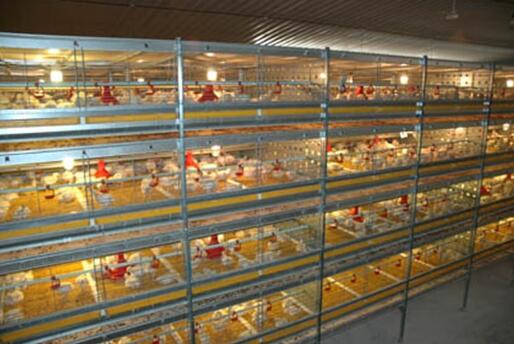 broiler cage,broiler battery cage,poultry battery cage