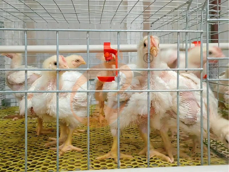 Fully Automatic A-Type Broiler Cage | Smart Poultry Farm