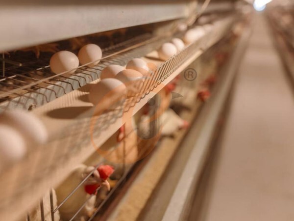 Efficient Layer Chicken House Design In Tanzania - TAIYU