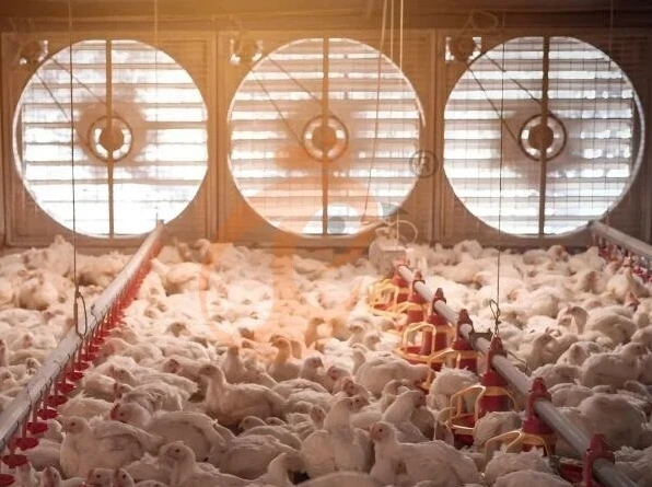 Ventilation & Temperature Control Systems for Poultry Farms