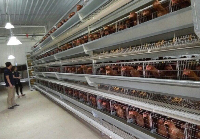The helpful knowledge of the 96-bird battery cage system for layers makes it easier for farmers ...