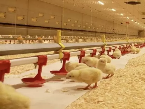 poultry farm