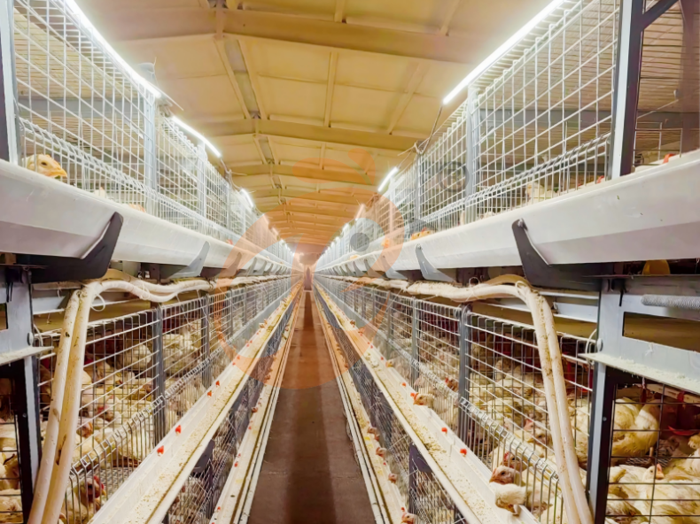 Equipment Needed for 1000 Broiler Cage Farm in Tanzania | HB BEST