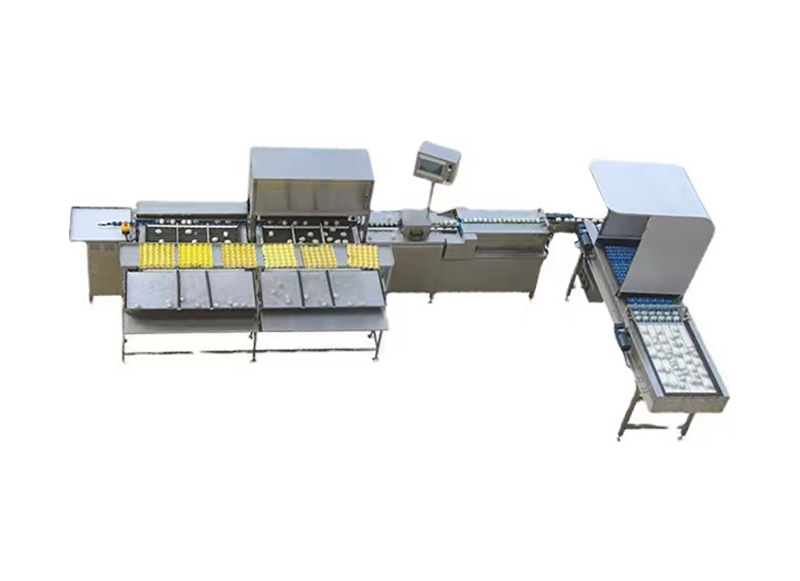 Automatic Egg Sorting System | BEST® Poultry Equipment