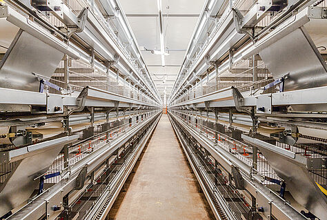 Standard size of a layer chicken cage is a specially designed housing ...
