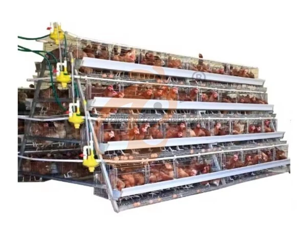 HB BEST Poultry Cage & Smart Poultry Farm Equipment