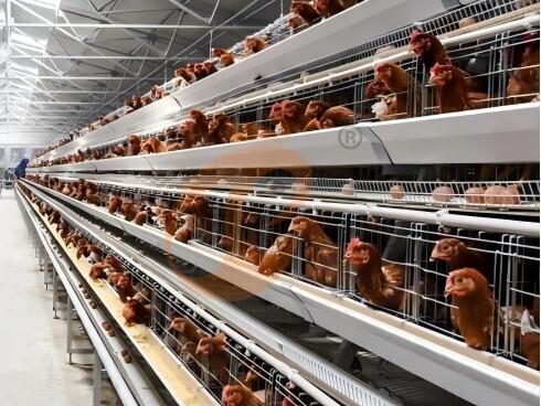 HB BEST Battery Cage Price for Layers & Broilers