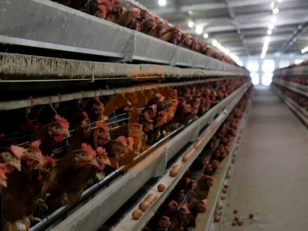 Ethiopia Chicken Farming Equipment Guide 6 Steps