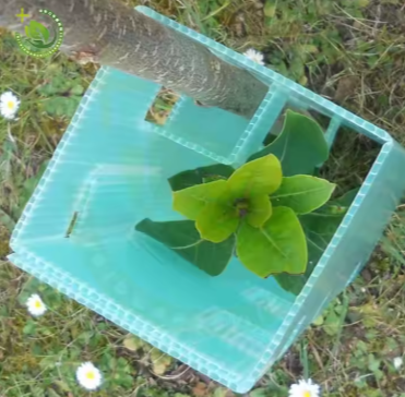 PP Corrugated Tree Guards - UV Resistant Plant Shelter Tubes